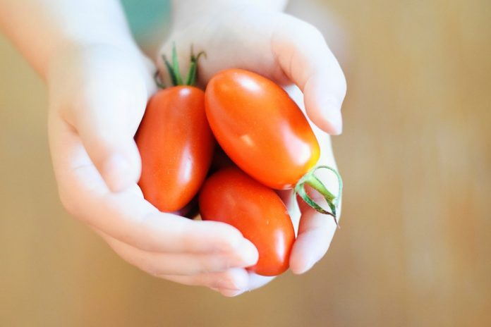 What Is a Tomato Pepper Hybrid? Let’s Talk About Cross-Pollination!