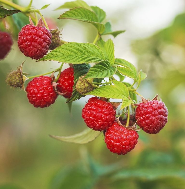 7 Quick & Simple Steps on How To Grow Raspberries From Cuttings