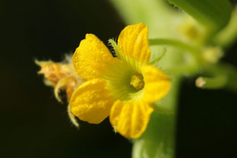 Cucumber Plant Flowering Too Early? Here’s What You Can Do About It!