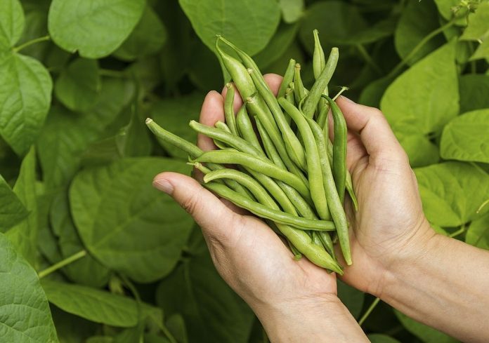 The Different Types of Beans to Grow in Your Garden