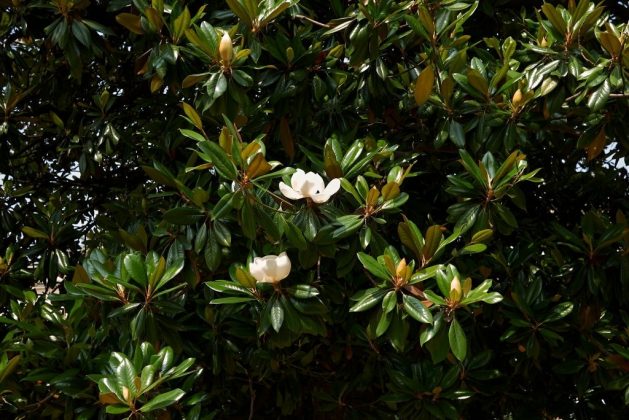 How to Revive a Dying Magnolia Tree: Can You Still Save It?