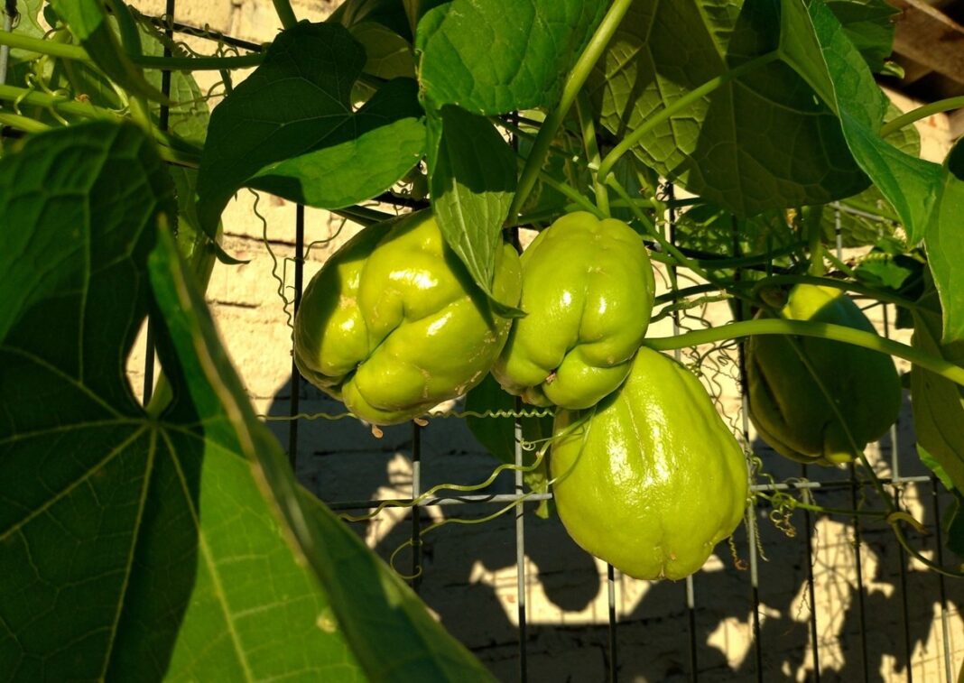 How to Grow Chayote in Container: A Complete Guide