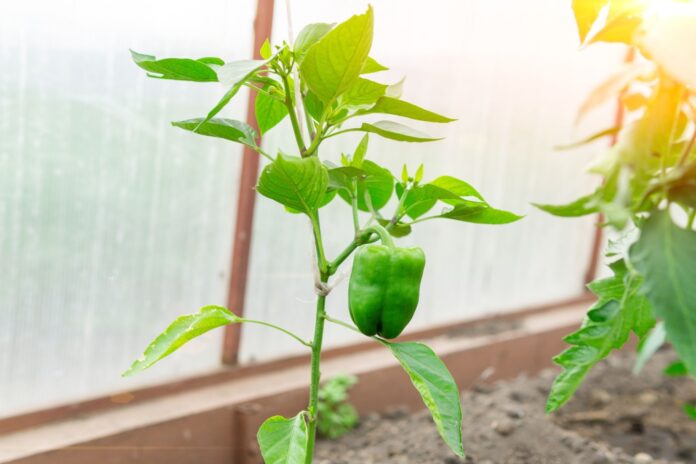 Expert Guide on How to Prune Pepper Plants for Maximum Yield - Simple ...