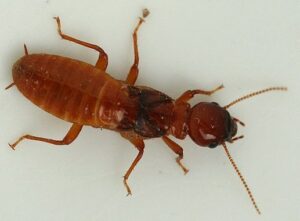 A Guide on How to Get Rid of Termites in Garden Soil