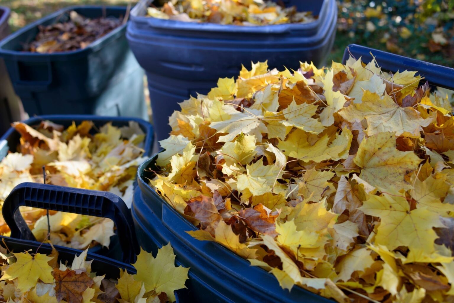 Leaves as Mulch: Good or Bad?