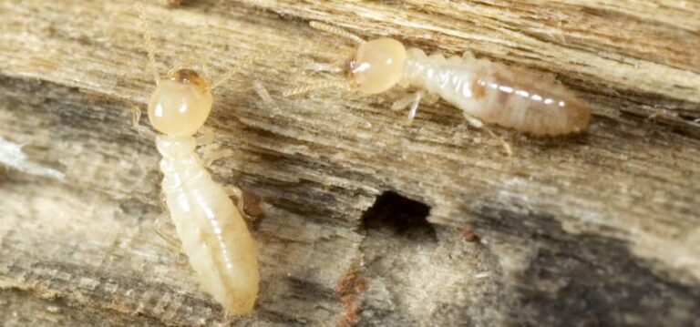 A Guide on How to Get Rid of Termites in Garden Soil