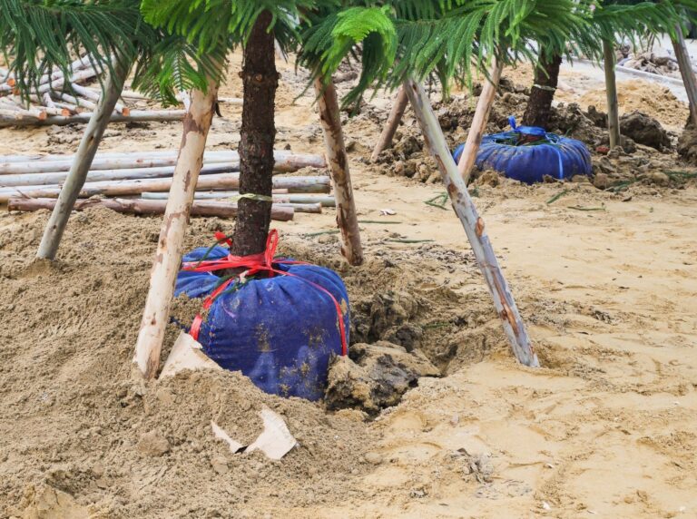How Long Does Tree Transplant Shock Last? Signs and Recovery Techniques