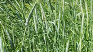 Can You Plant Winter Rye In The Spring? Expert Tips For Every Gardener