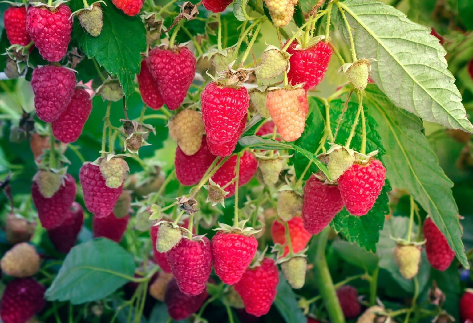 When To Plant Raspberries In Wisconsin For Maximum Yield!