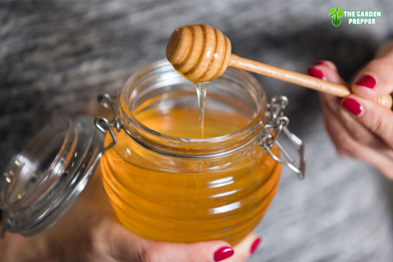 3 Ways How to Propagate Succulents With Honey (Explained)