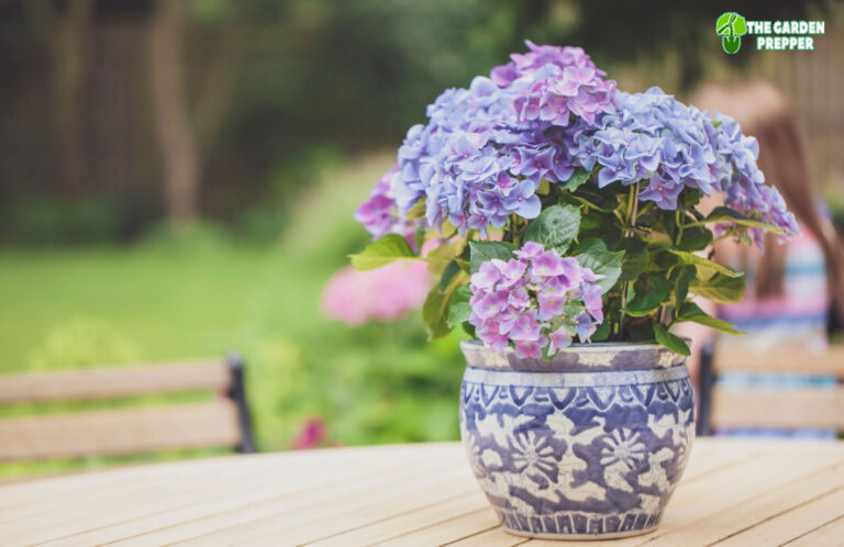 Can You Put An Indoor Hydrangea Outside