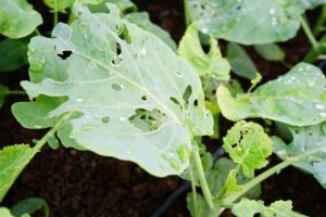 Aphids on Kale: Safe to Eat or Not?
