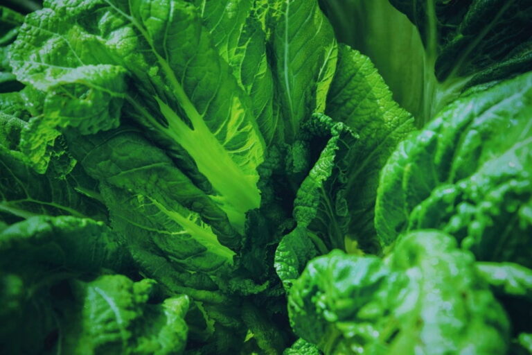 Vegetables with Shallow Roots You Can Plant Now!