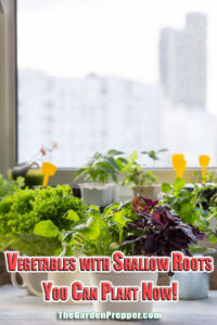 Vegetables with Shallow Roots You Can Plant Now!