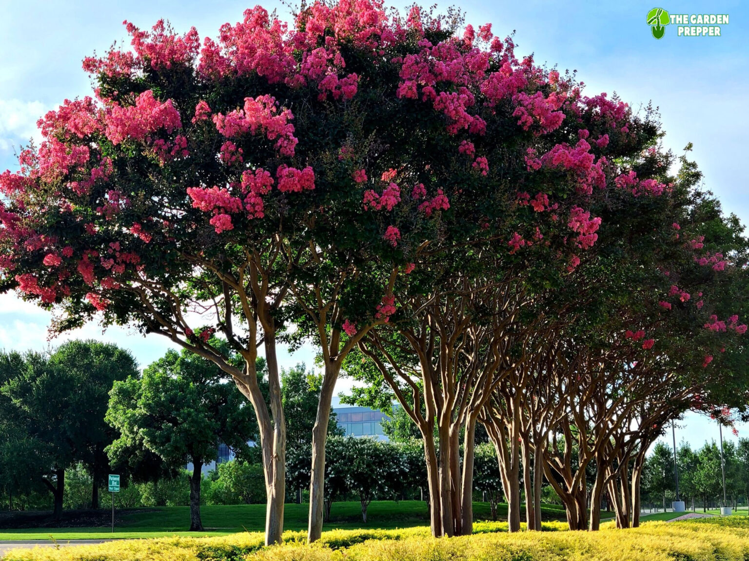 A Guide on When to Trim Crepe Myrtles in Florida