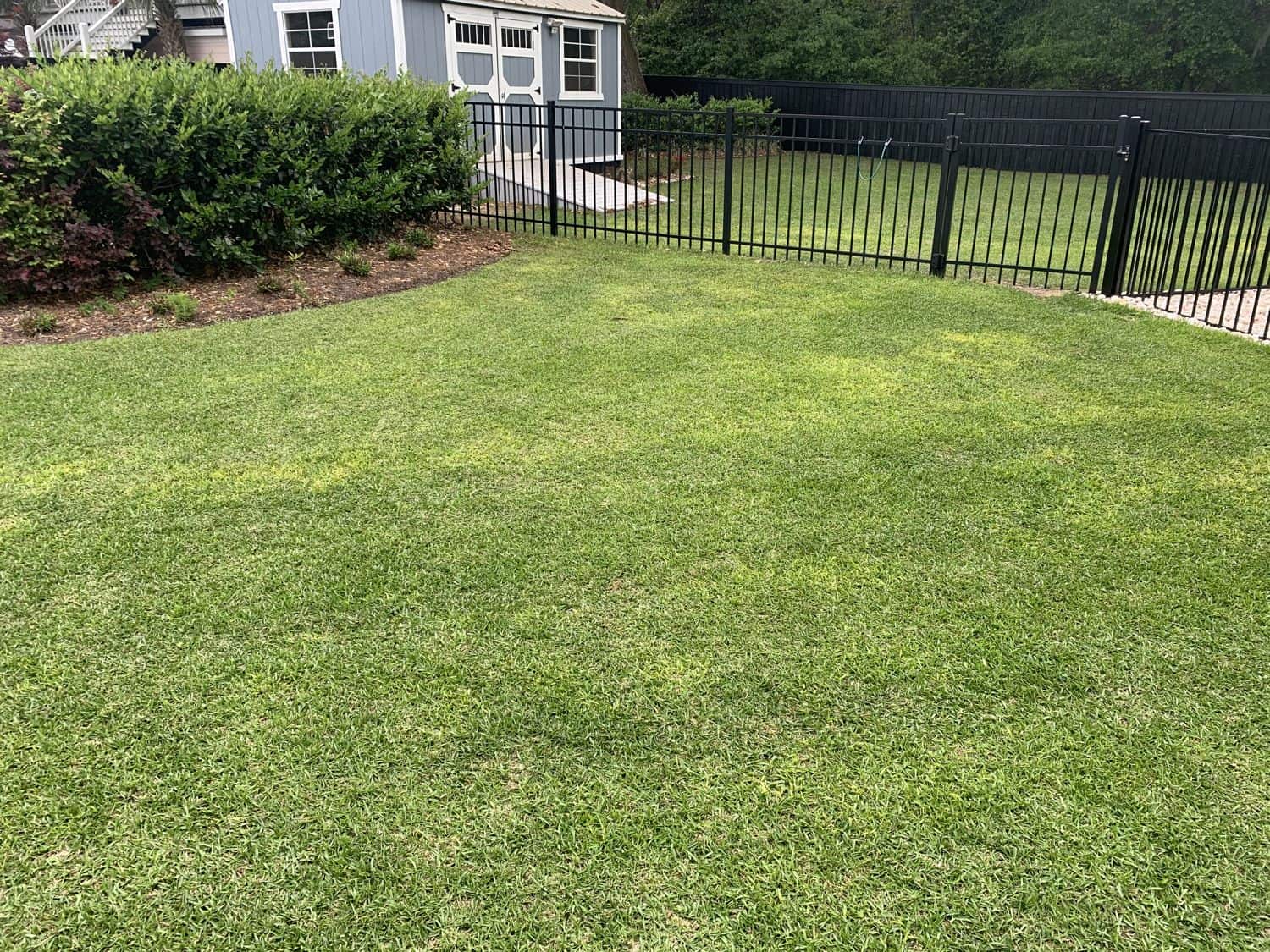 Can You Mix Zoysia And Centipede Important Things You Should Know Can You Mix Zoysia And Centipede Important Things You Should Know