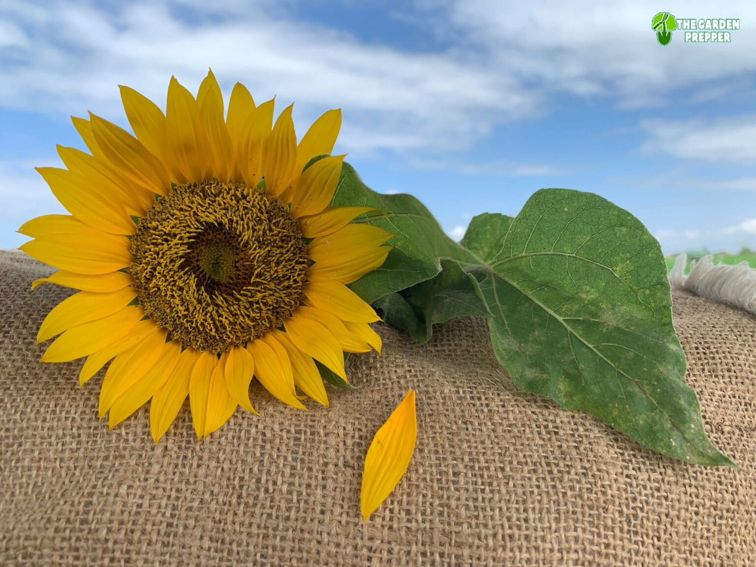 Sunflower Petals Falling Off? Best Things You Can Do