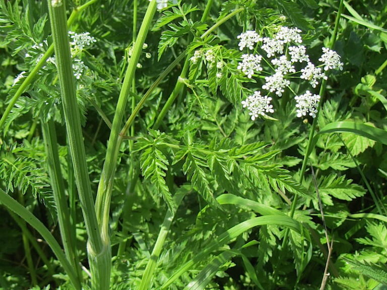 Weeds That Look Like Parsley? Easy Way For You To Distinguish