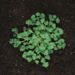 Weeds That Look Like Parsley? Easy Way For You To Distinguish