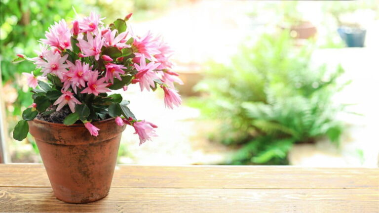 Why Are The Leaves On My Christmas Cactus Limp? (Explained)