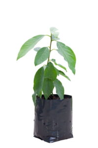 How To Grow Avocado Seed In Plastic Bag (Solved)