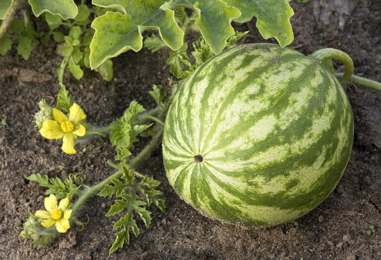 How To Grow Watermelon In A Small Space? (Solved)
