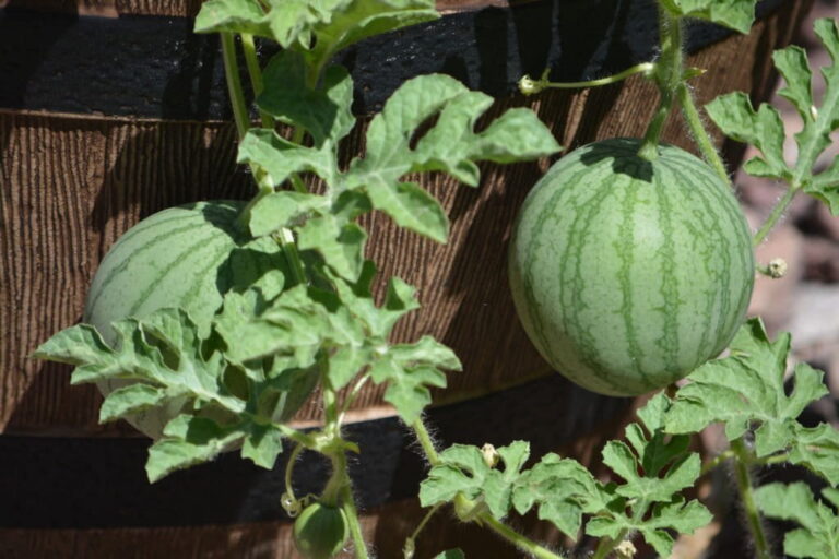 How To Grow Watermelon In A Small Space? (Solved)