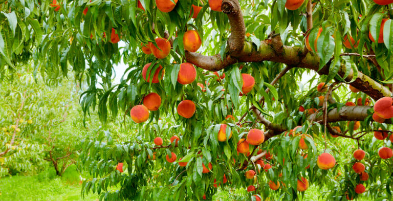 Top 5 Best Fruit Trees That Grow In Virginia (Newest 2023)