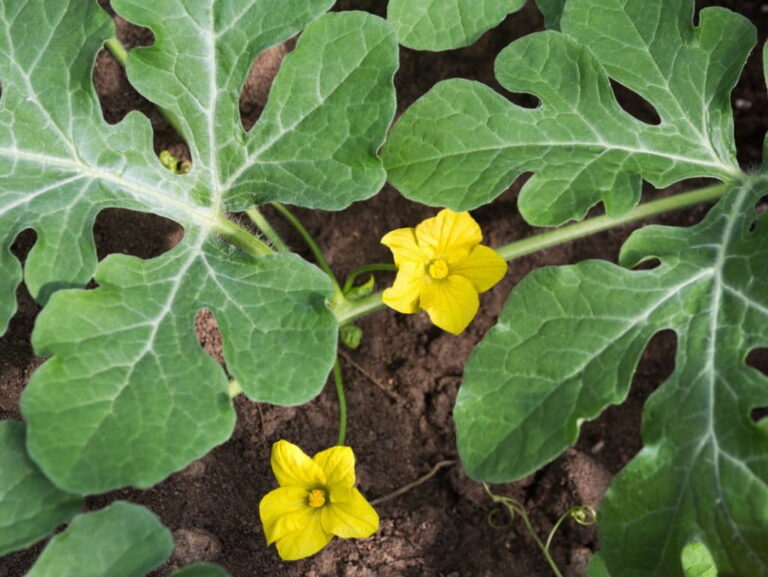 8 Watermelon Growing Stages You Need To Know (Solved)