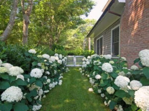 Can Hydrangeas Grow In Full Shade? (A Single Cultivar)