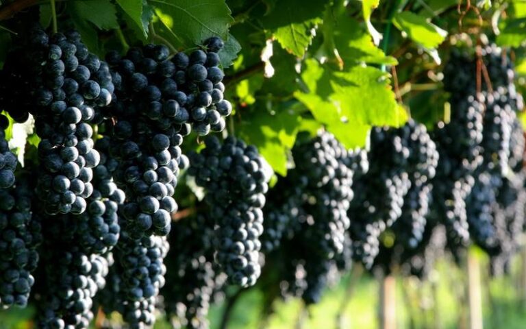 How To Grow Grapes Hydroponically? (Whole Process)