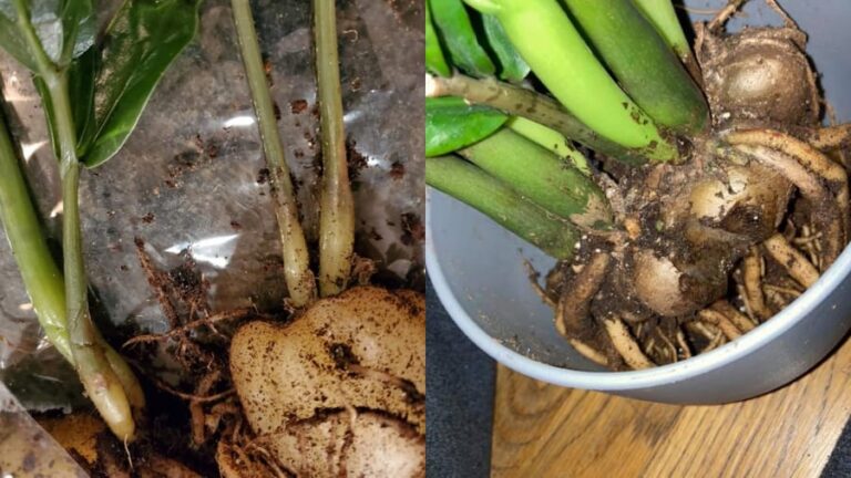 How To Save ZZ Plant From Root Rot (Step-By-Step)
