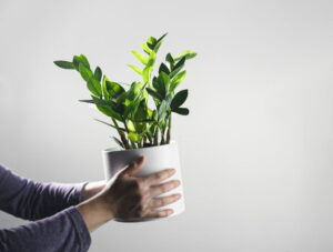 Top 6 Reasons For ZZ Plant Leaves Turning Light Green