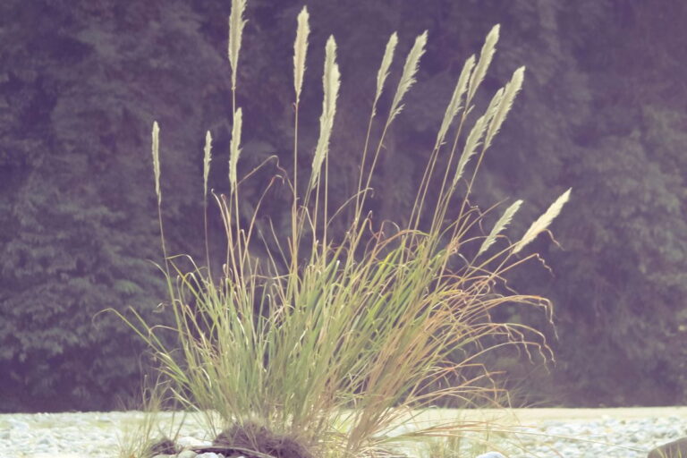 13 Weeds that Look like Grass: How to Recognize?