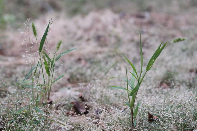 13 Weeds that Look like Grass: How to Recognize?