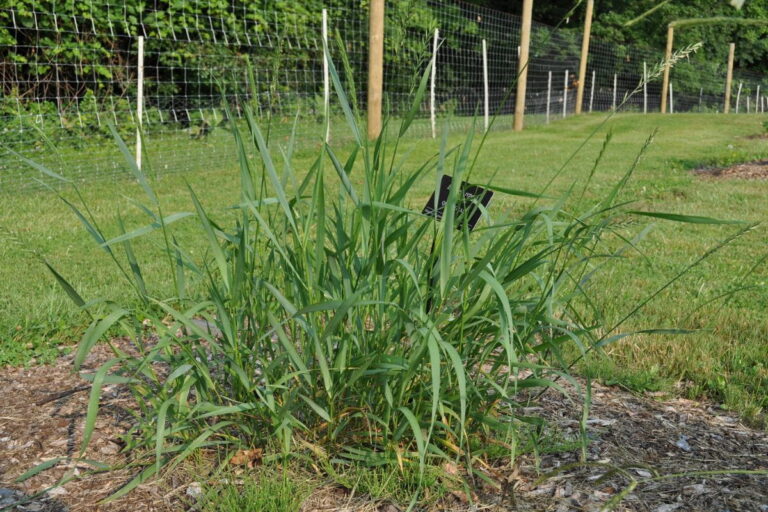 13 Weeds that Look like Grass: How to Recognize?