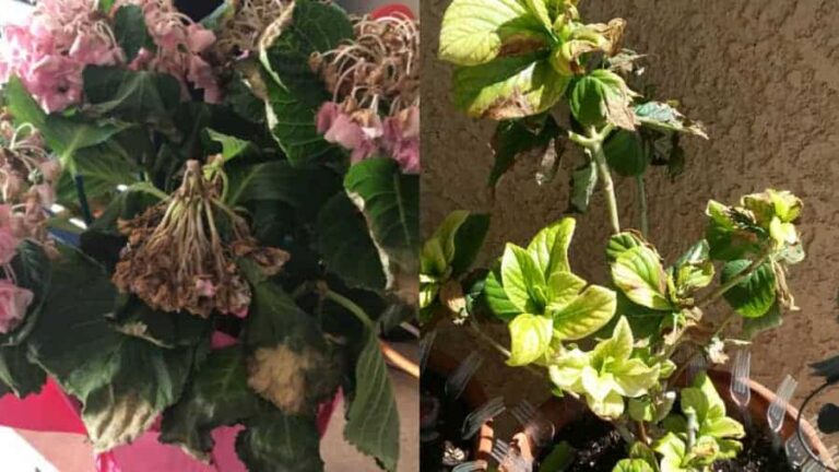 Why Do My Hydrangeas Look Burnt? How To Fix It?