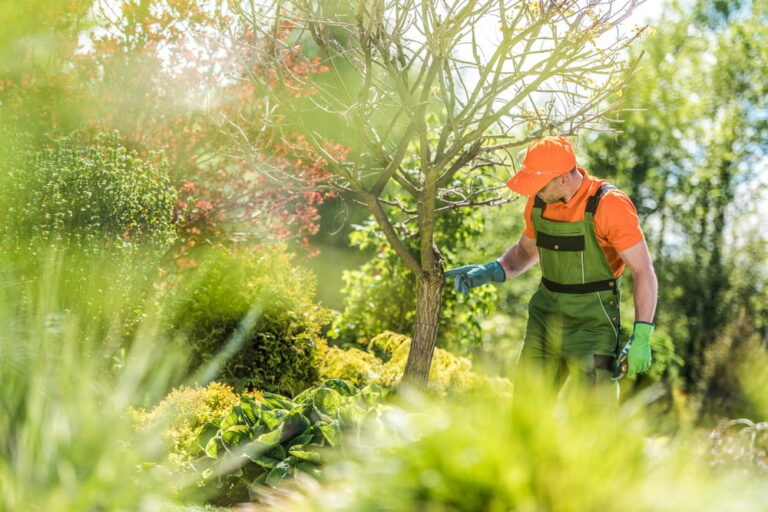 A Tree Care And Maintenance Guide For Gardening Beginners