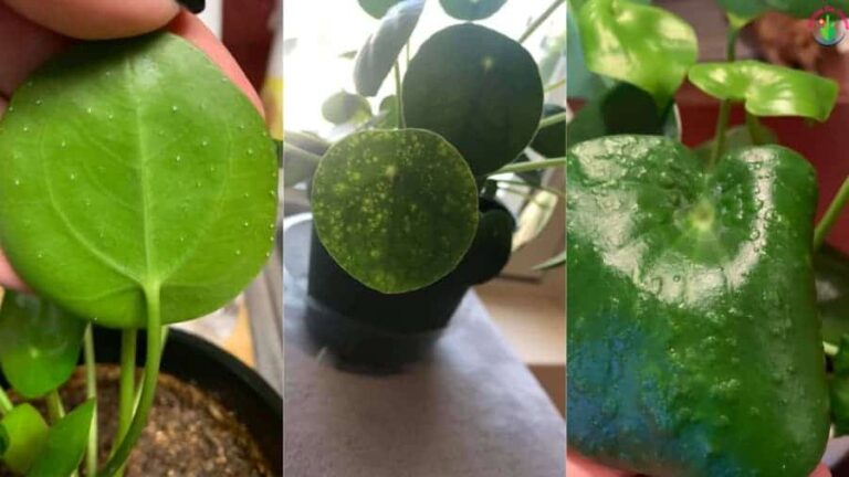 Black Spots On Pilea - Causes And Solutions