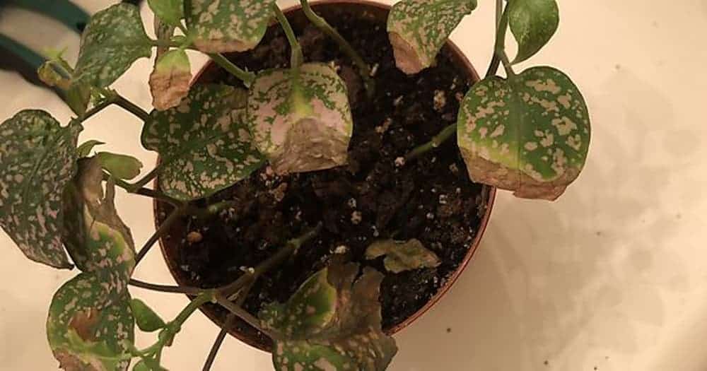 Polka Dot Plant Crispy Leaves Causes And Solutions