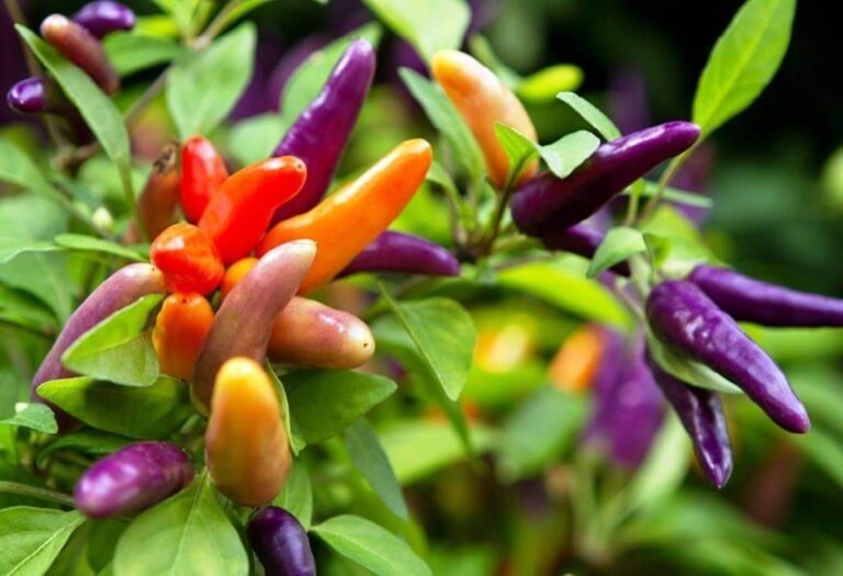 Top 10 Peppers That Grow Upwards (Do You Need To Worry?)