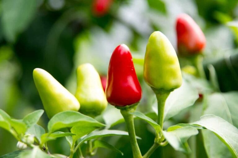 Top 10 Peppers That Grow Upwards (Do You Need To Worry?)