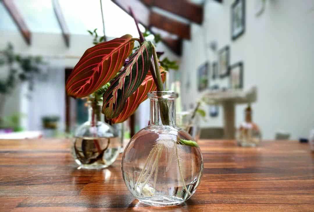 Propagating Calathea In Water – How Does The Process Work?