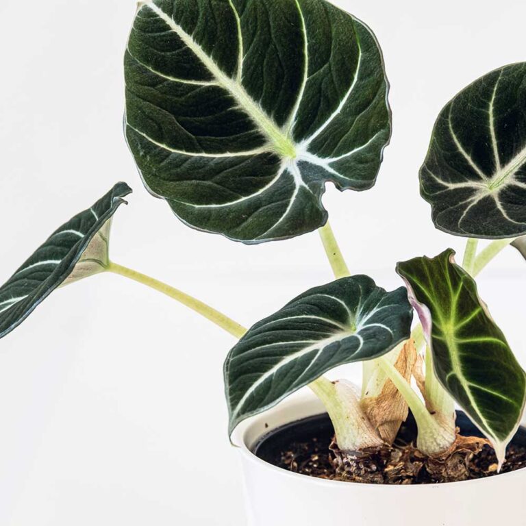 Alocasia Black Velvet Drooping – Top Causes And Solutions