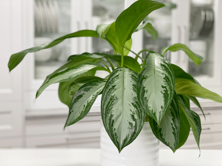 Chinese Evergreen Light Requirements: How Much Light Is Enough?