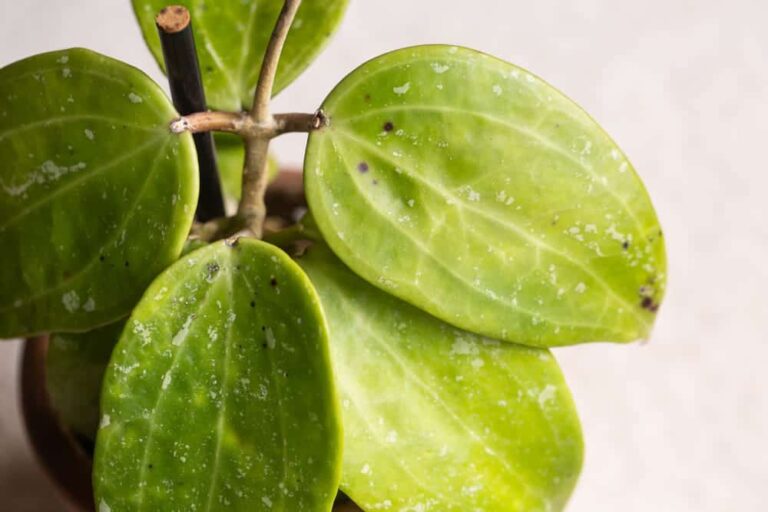 Hoya Fungal Leaf Spot (All You Need To Know)