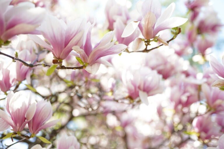 When Do Magnolia Trees Bloom In Florida: Interesting Facts To Know!