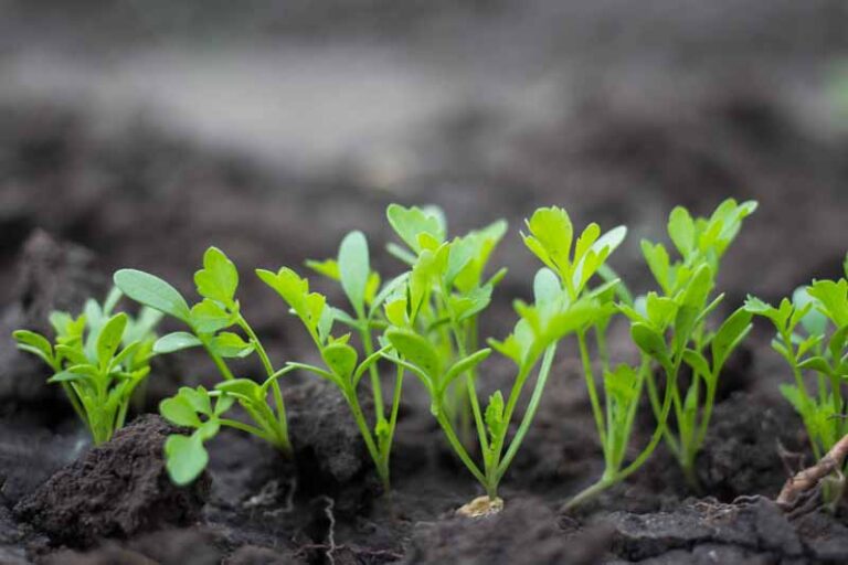 Arugula Growing Stages (The Entire Development Process)