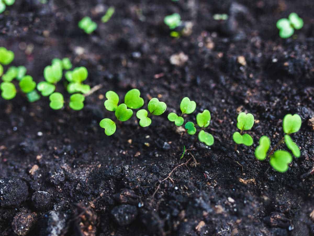 How To Grow Arugula From Seeds?