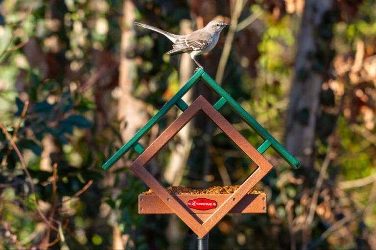 Preparing Your Garden for Year-Round Birds: Feeders, Shelter, and Smart ...